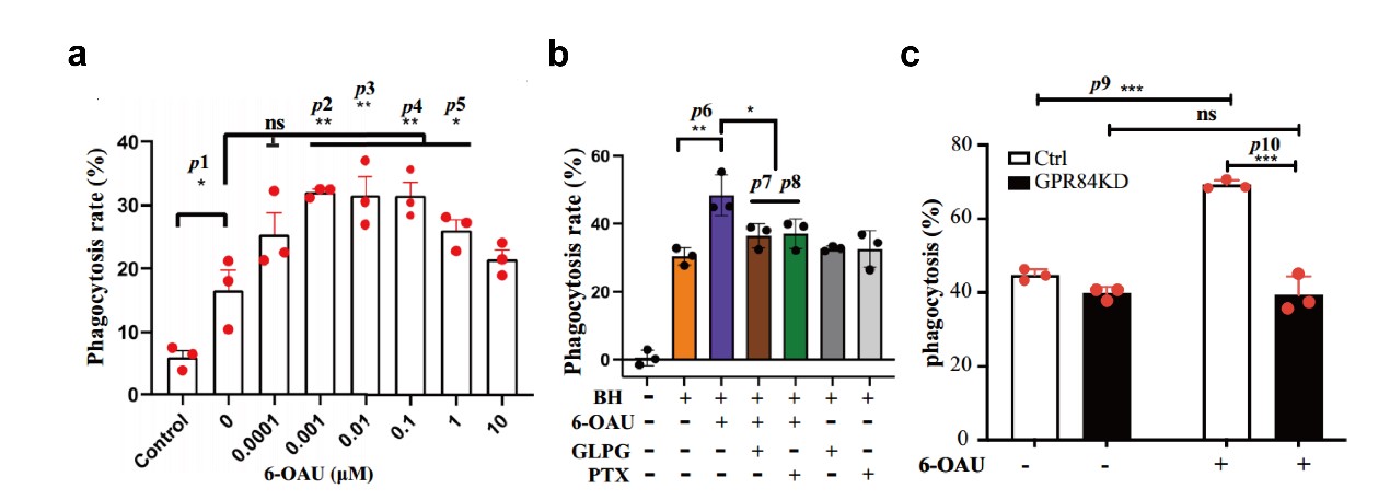中国科大揭示GPR84信号促吞噬功能及受体结构基础-中国科大新闻网
