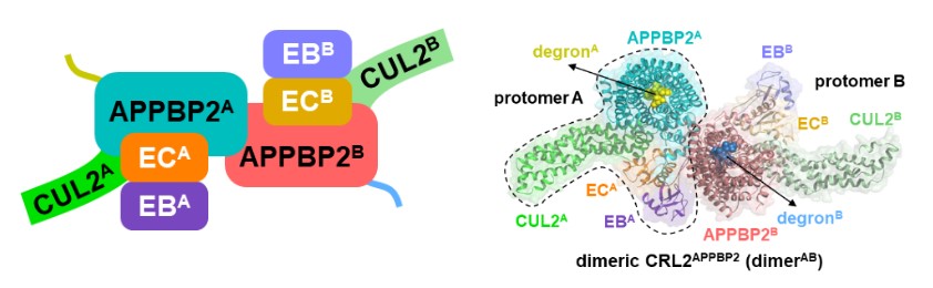中国科大揭示CRL2 APPBP2 E3泛素连接酶调控蛋白质降解的分子机制-中国科大新闻网