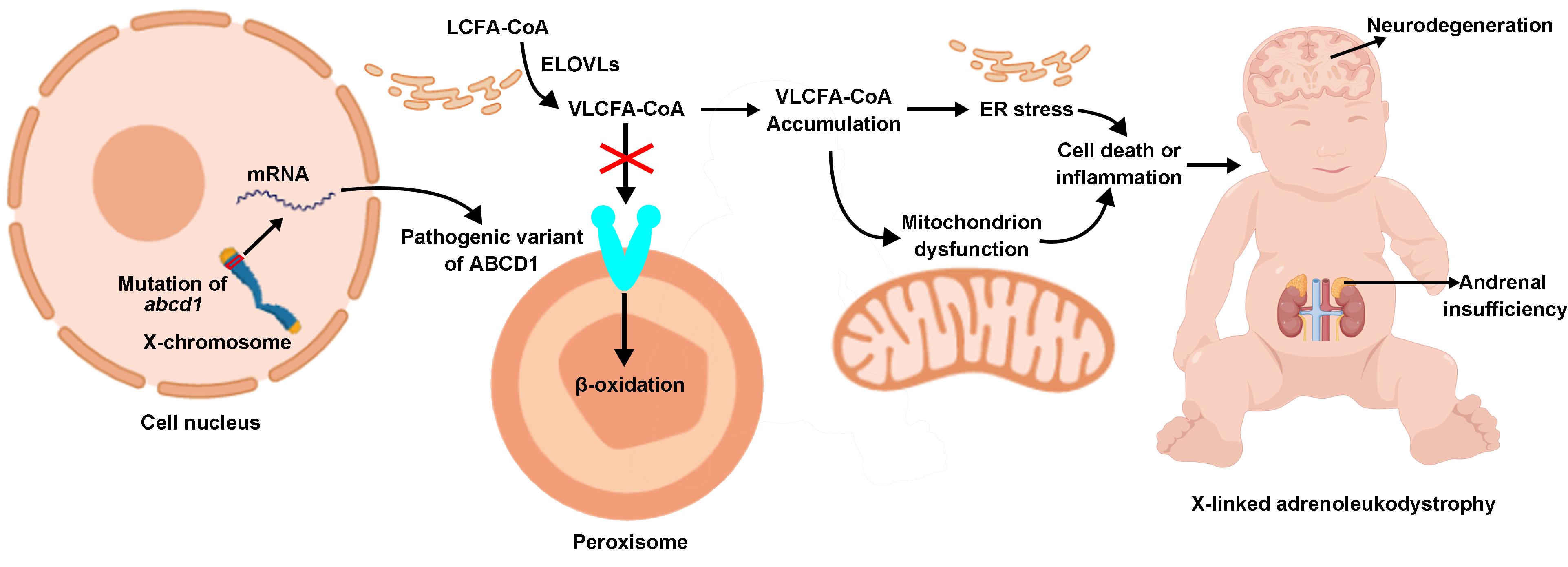 中国科大揭示人类超长链脂酰辅酶A跨膜转运蛋白ABCD1的底物识别与转运机制-中国科大新闻网