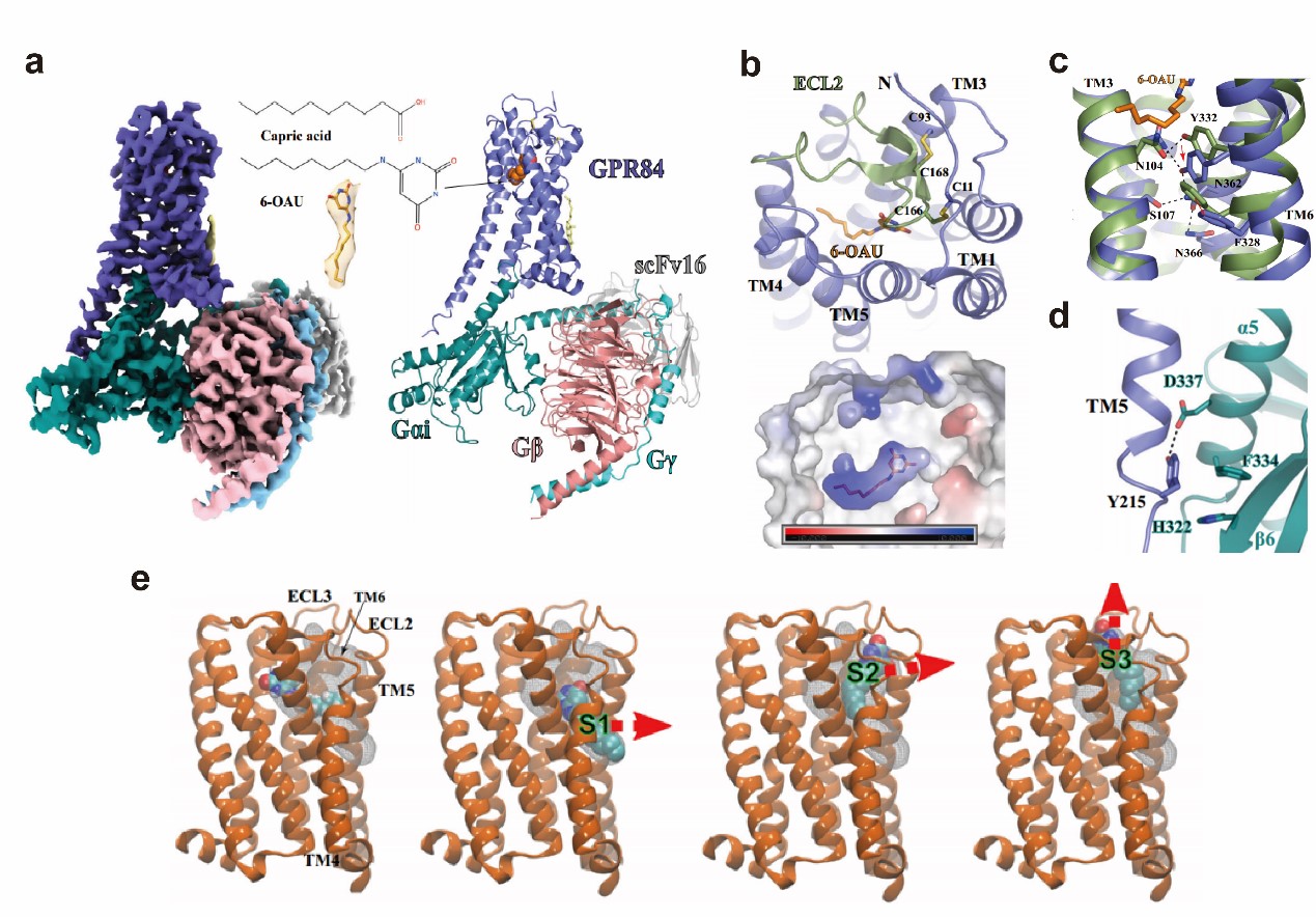 中国科大揭示GPR84信号促吞噬功能及受体结构基础-中国科大新闻网