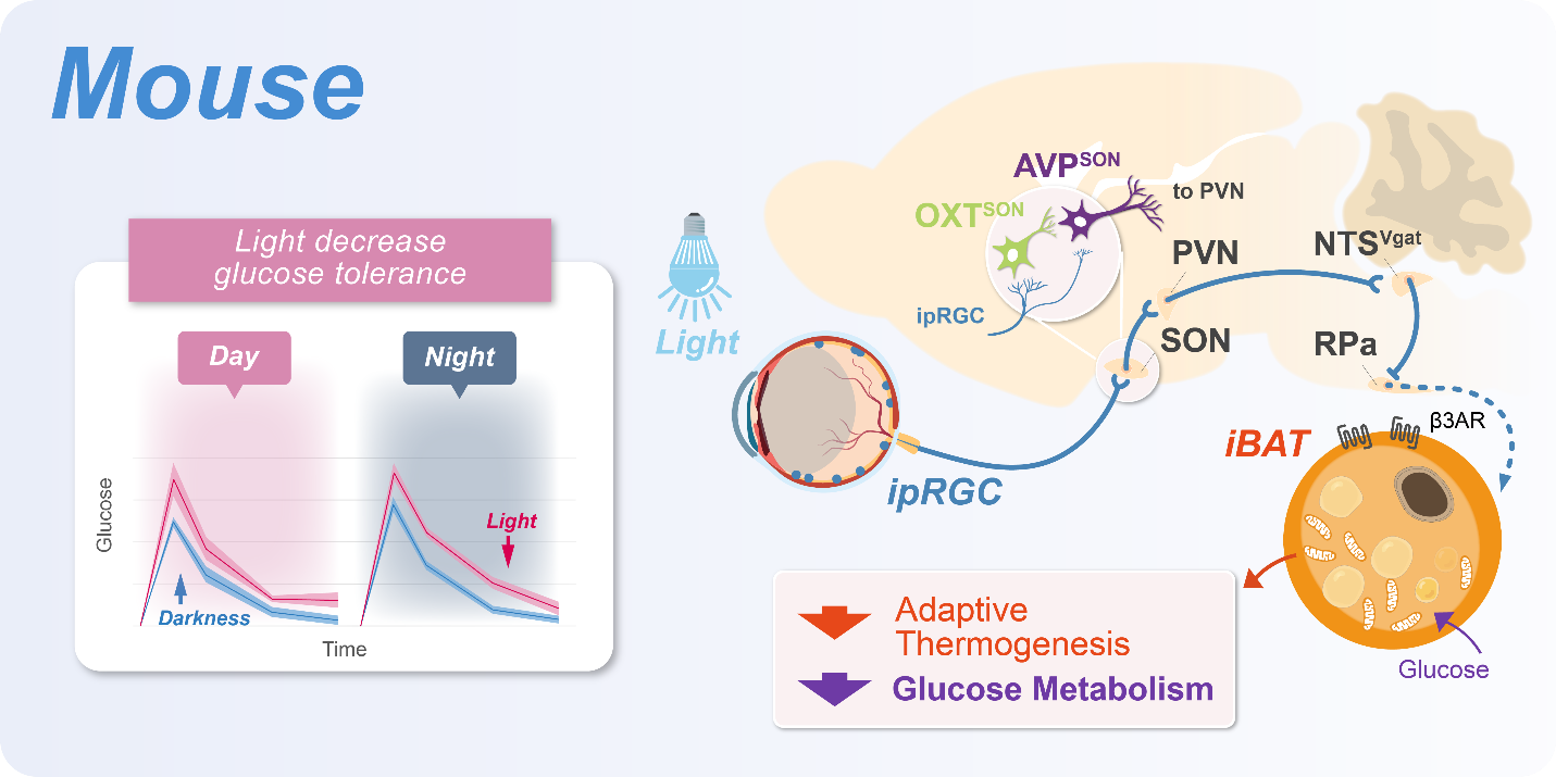 中国科大揭示光感知调控血糖代谢的神经机制-中国科大新闻网