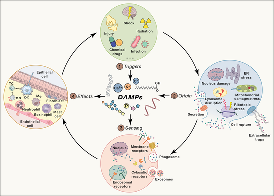 中国科大在Immunity杂志30周年特刊发表综述总结DAMPs与无菌性炎症领域研究进展-中国科大新闻网