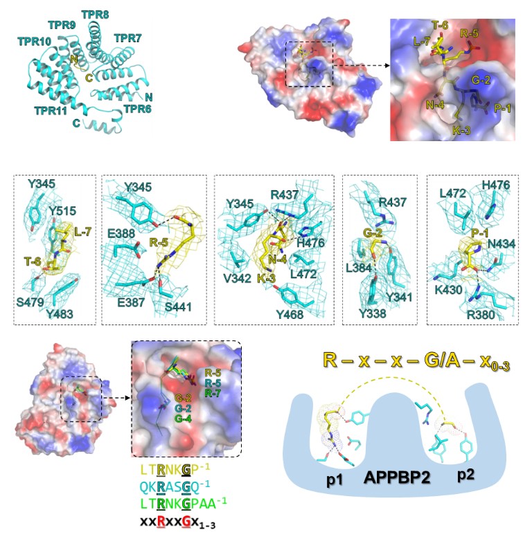 中国科大揭示CRL2 APPBP2 E3泛素连接酶调控蛋白质降解的分子机制-中国科大新闻网